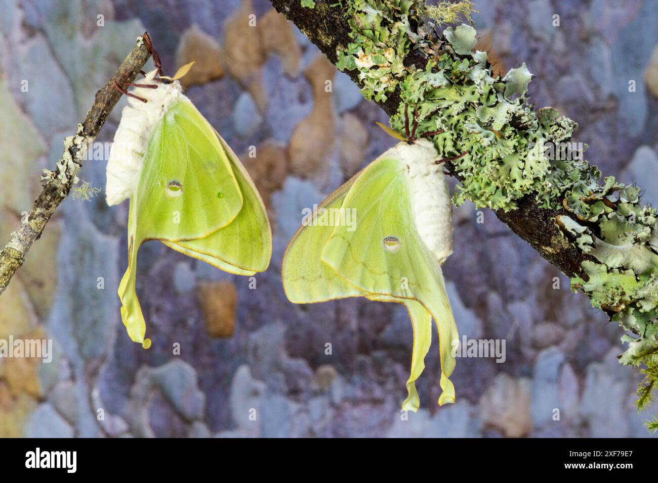 USA, Washington State, Sammamish. Luna silk moth lime green with long ...