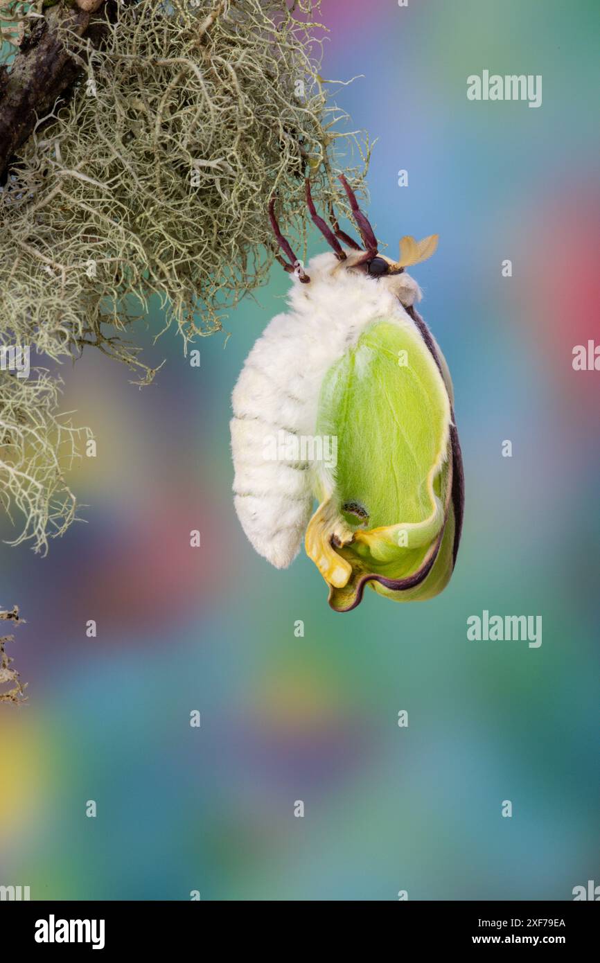 USA, Washington State, Sammamish. Luna silk moth just hatching out and ...