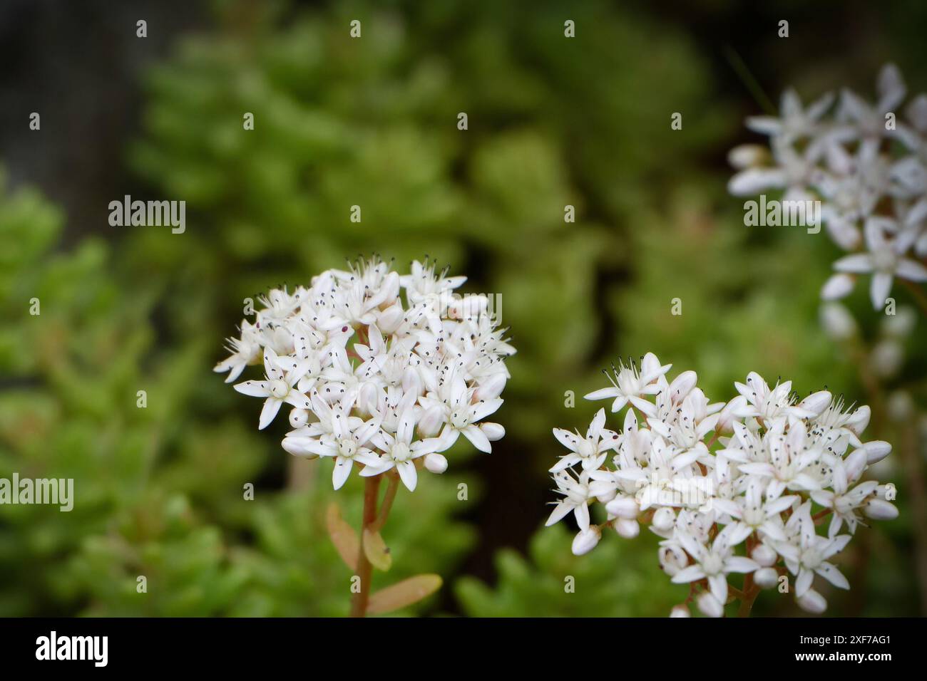 Sedum album white flowers of a white stonecrop in front of a blurred ...