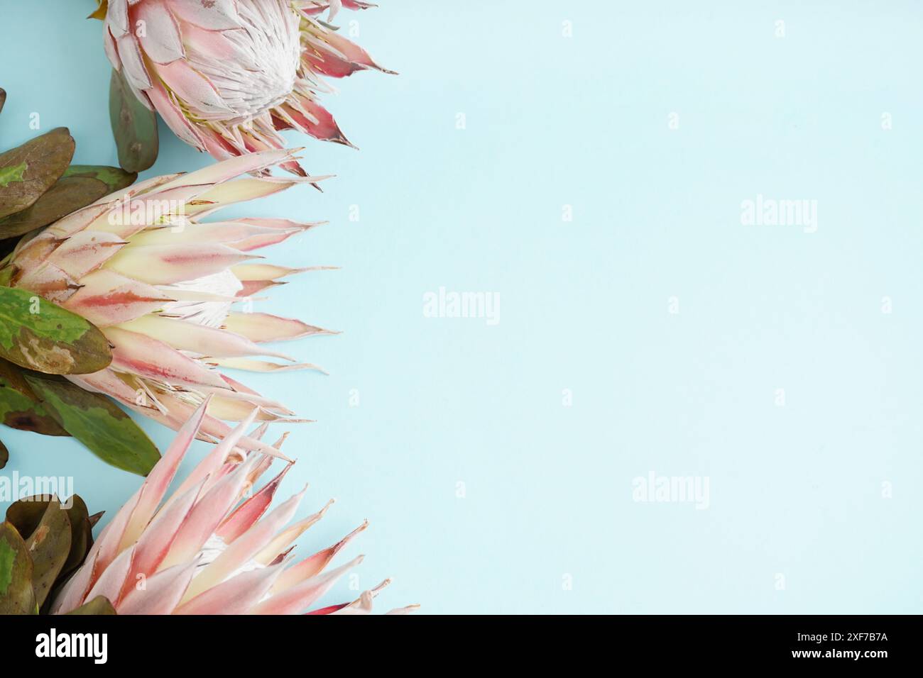 Beautiful protea flowers on blue background Stock Photo - Alamy