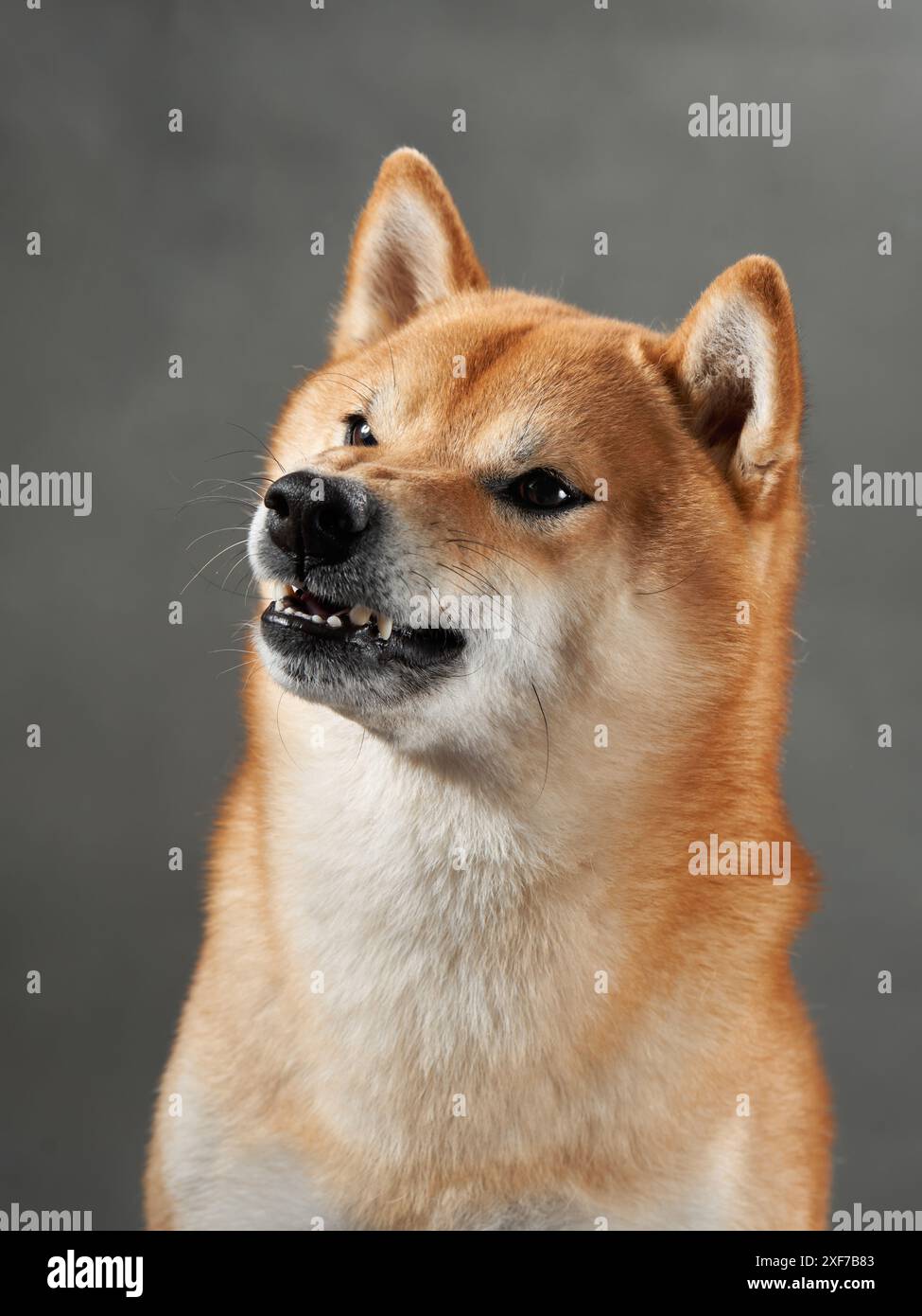 Shiba Inu smirking, studio setting. A dog playful smirk is charmingly ...