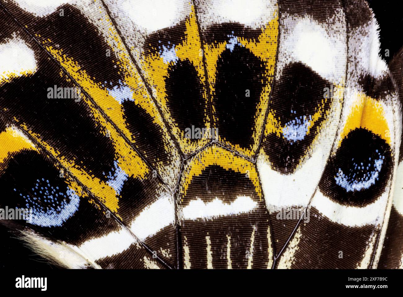 Butterfly wing detail hi-res stock photography and images - Alamy