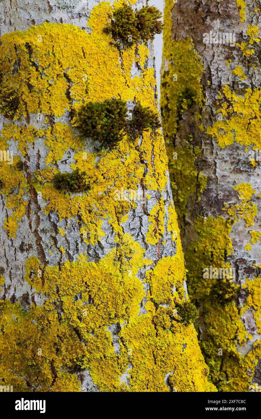 Birch bark covered lichen hi-res stock photography and images - Alamy