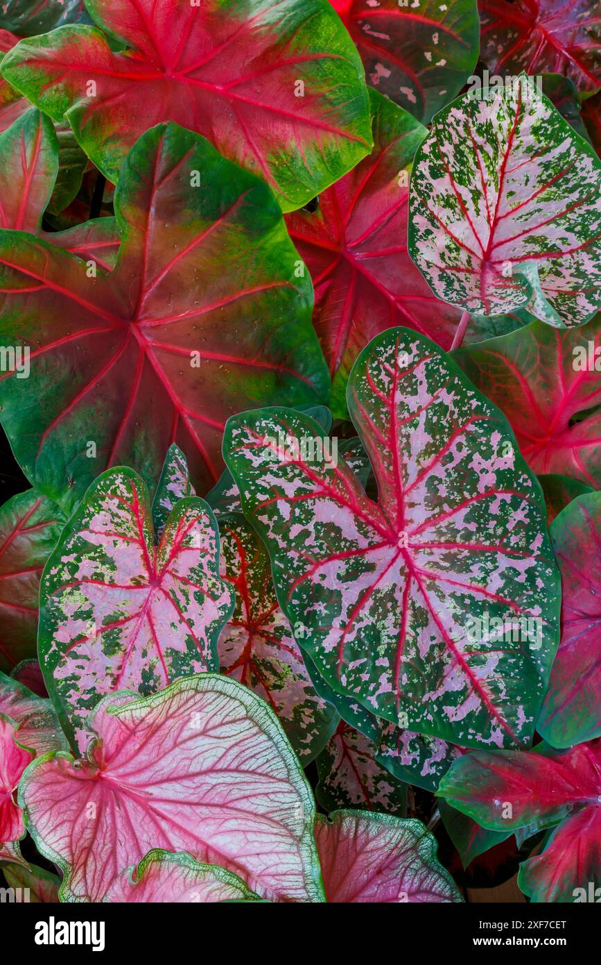 USA, Washington State, Sammamish. Tropical caladium leafed plants on ...