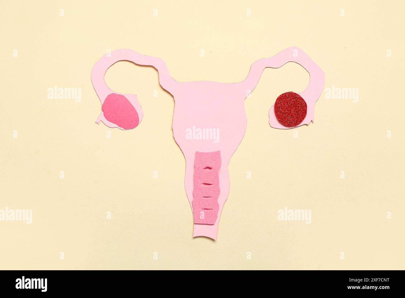 Paper uterus on beige background Stock Photo - Alamy