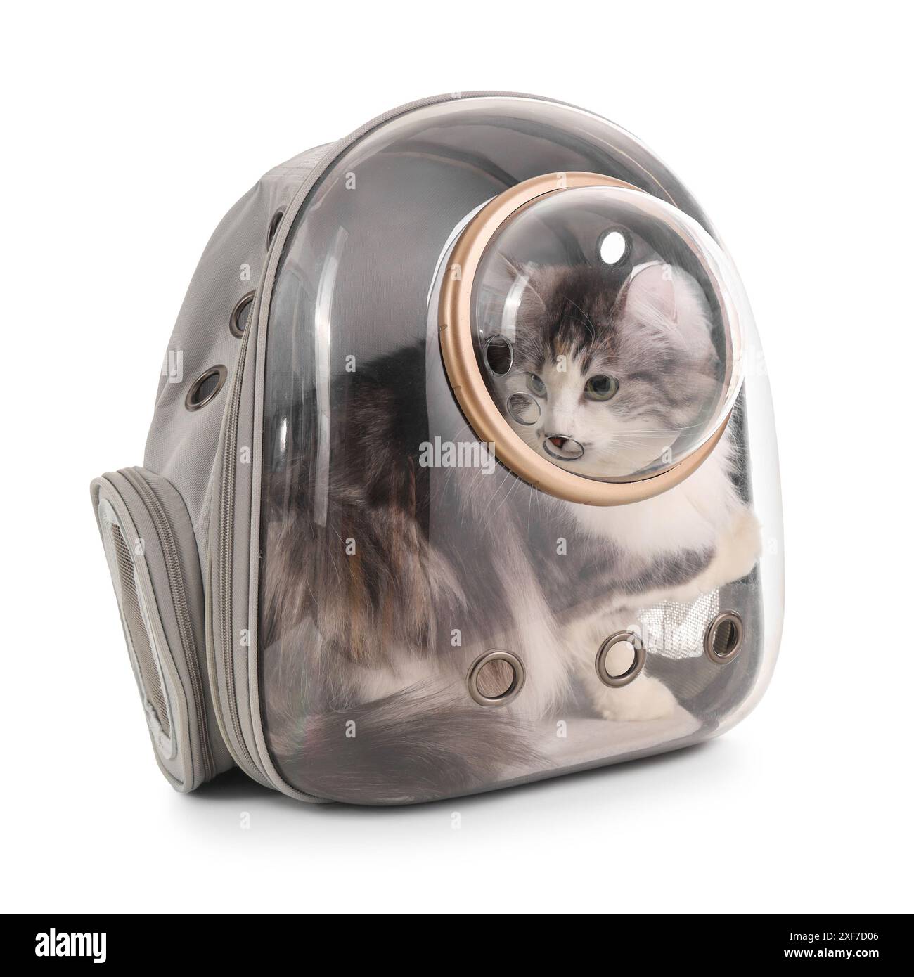 Cute cat in backpack carrier on white background Stock Photo - Alamy