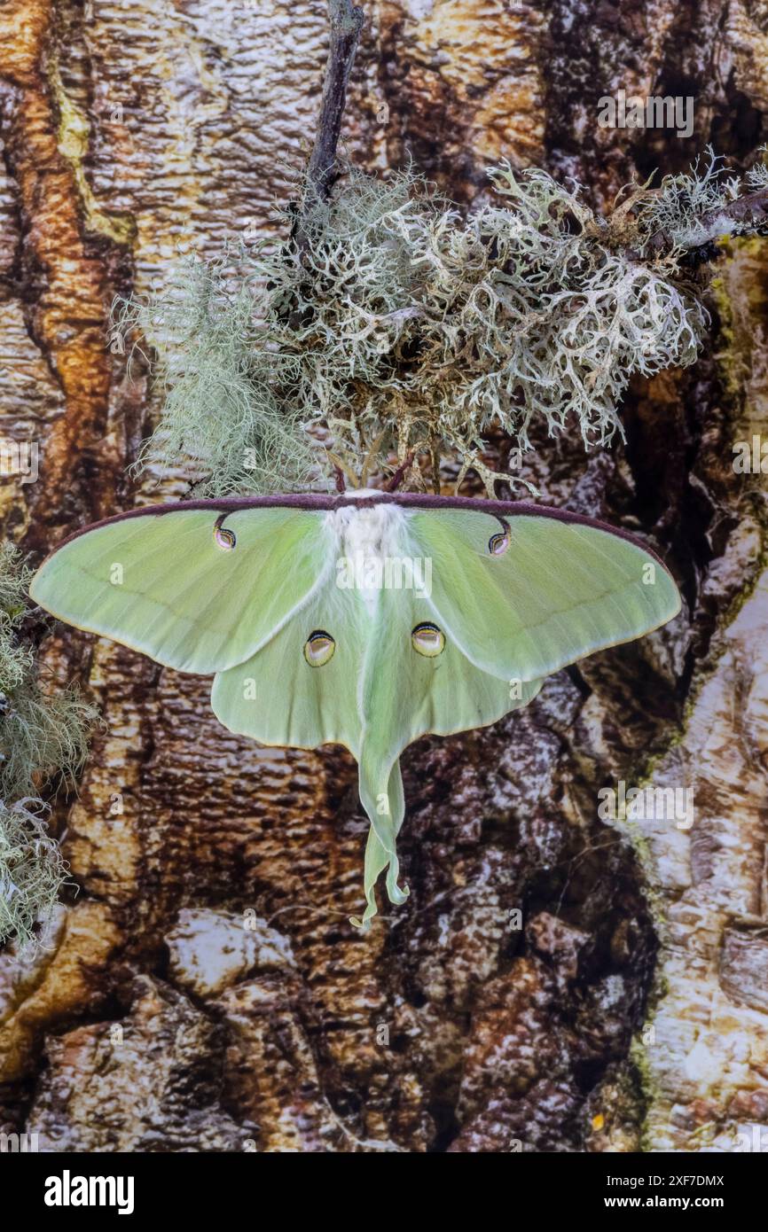 USA, Washington State, Sammamish. Luna silk moth lime green with long ...
