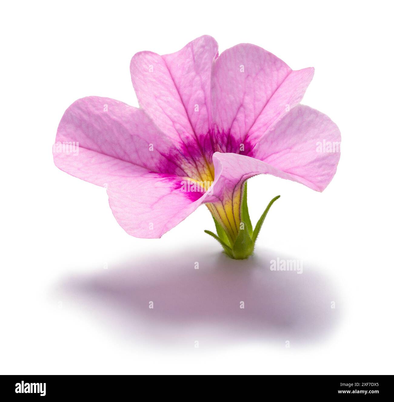 One petunia hi-res stock photography and images - Alamy