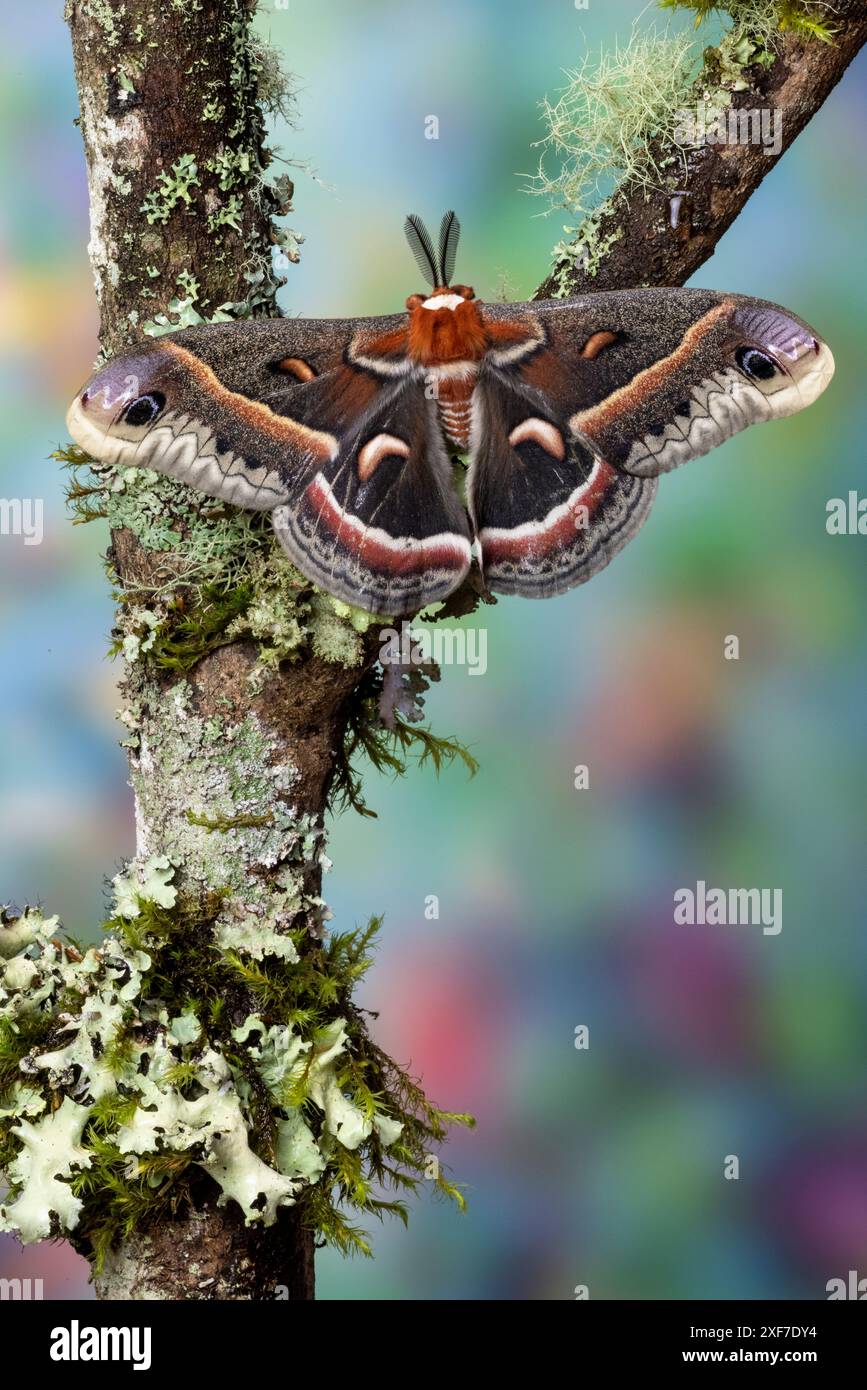 USA, Washington State, Sammamish. Red robin silk moth male Stock Photo ...