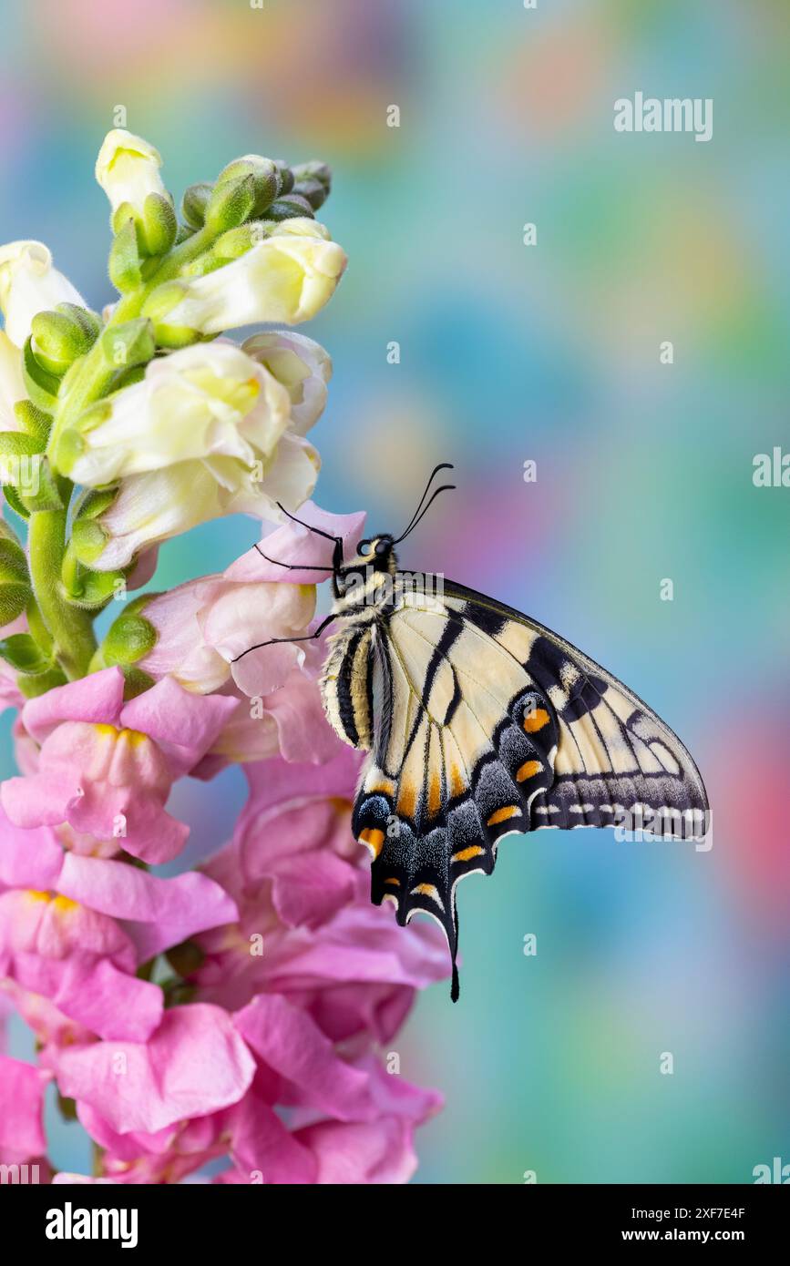 USA, Washington State, Sammamish. Eastern tiger swallowtail buttery on ...