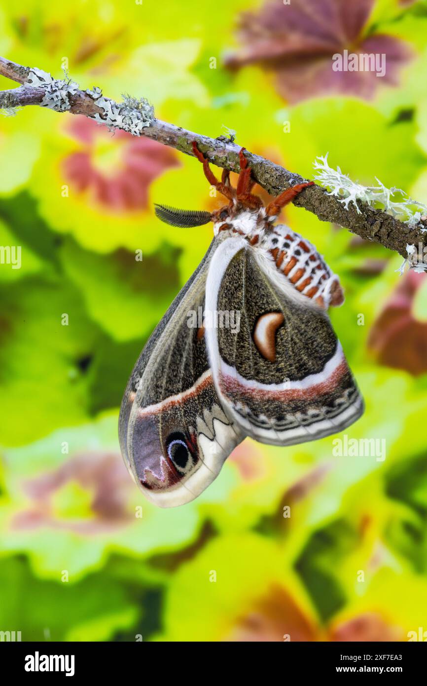 USA, Washington State, Sammamish. Red robin silk moth Stock Photo - Alamy