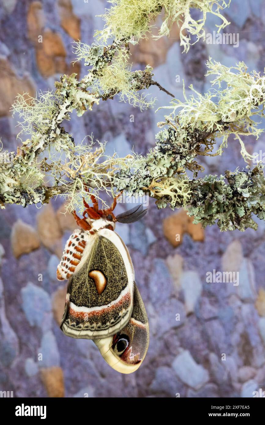 USA, Washington State, Sammamish. Red robin silk moth Stock Photo - Alamy