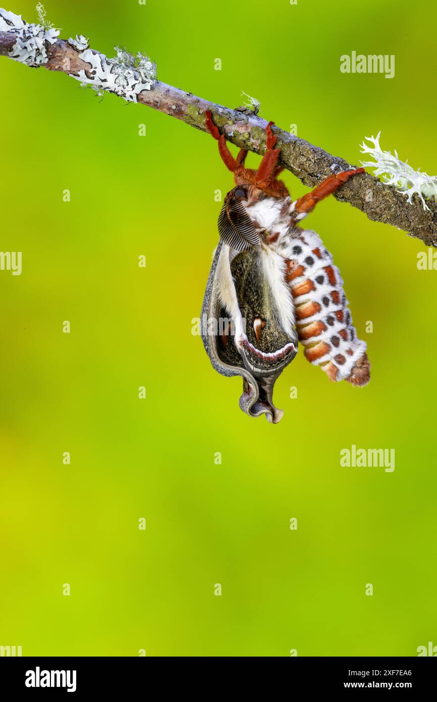 USA, Washington State, Sammamish. Red robin silk moth, Hyalophora ...