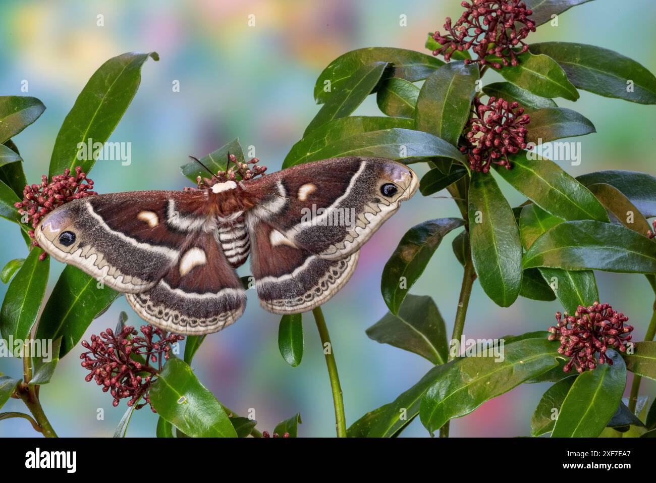 USA, Washington State, Sammamish. Silk moth, Hyalophora Columbia female ...