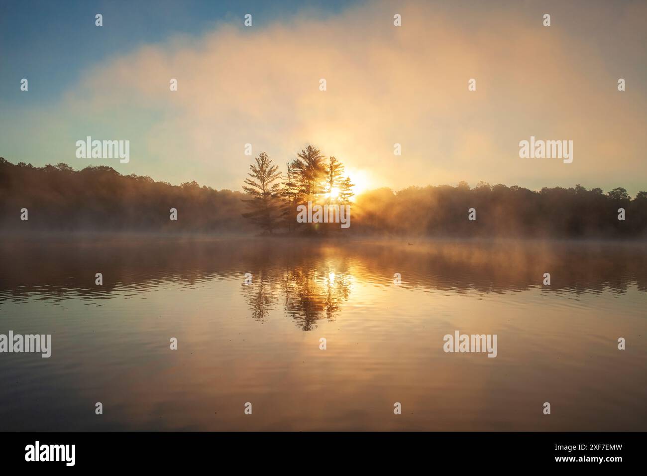 Sunrise through pine trees fog sunburst and a loon on a northern ...