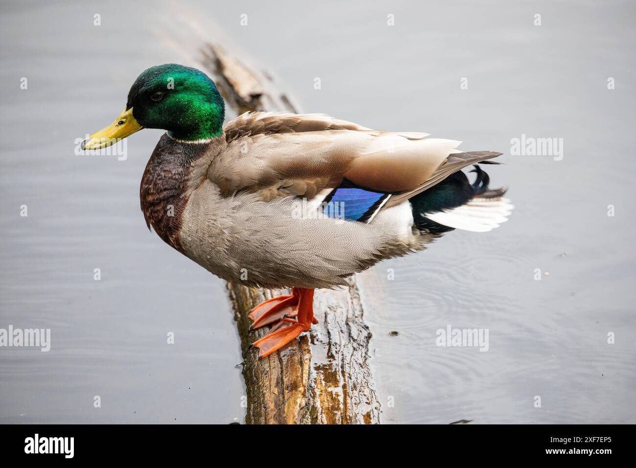 USA, Washington State, Sammamish. Mallard Drake on fallen log Yellow ...