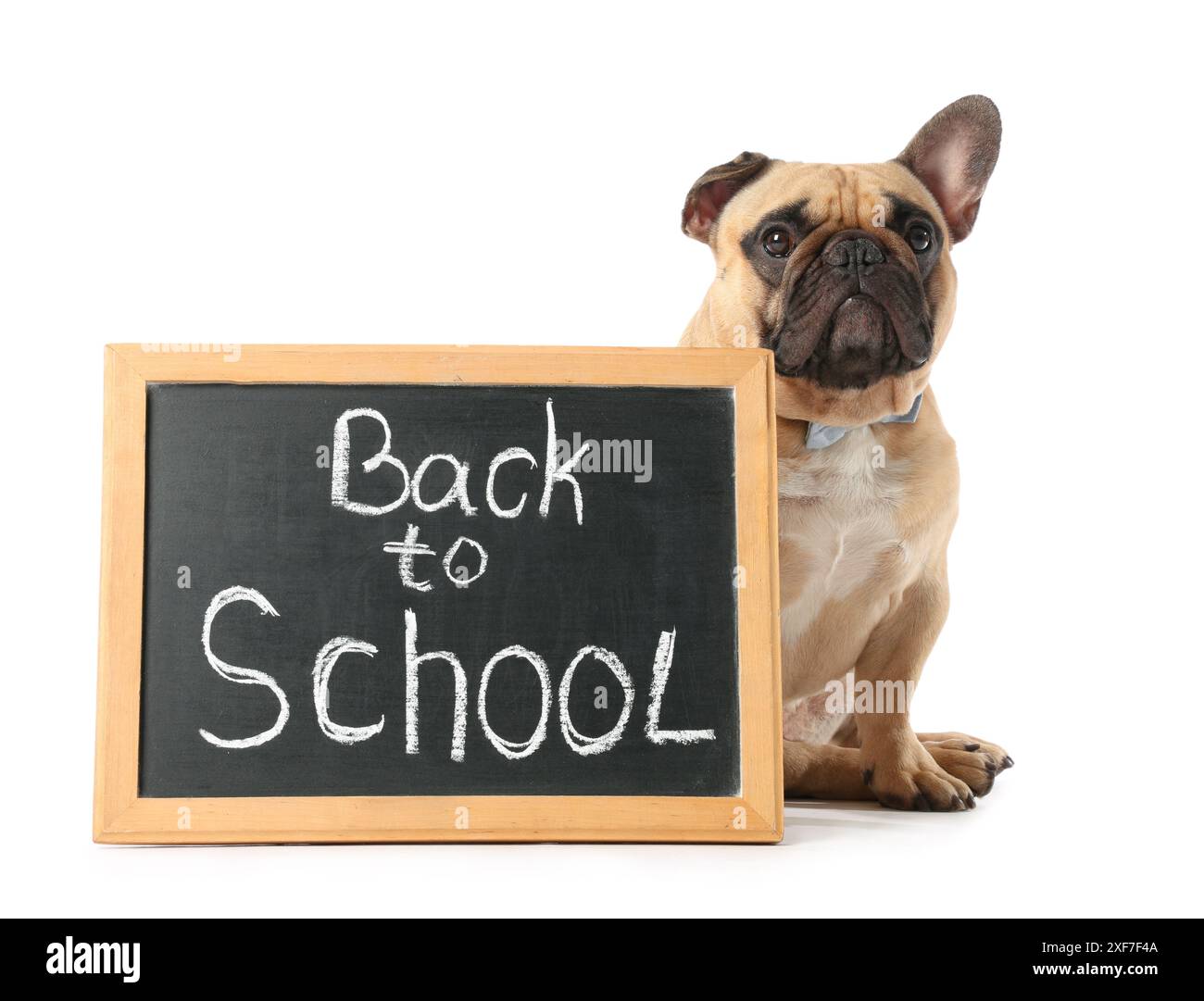 Cute French bulldog near blackboard with text BACK TO SCHOOL on white ...