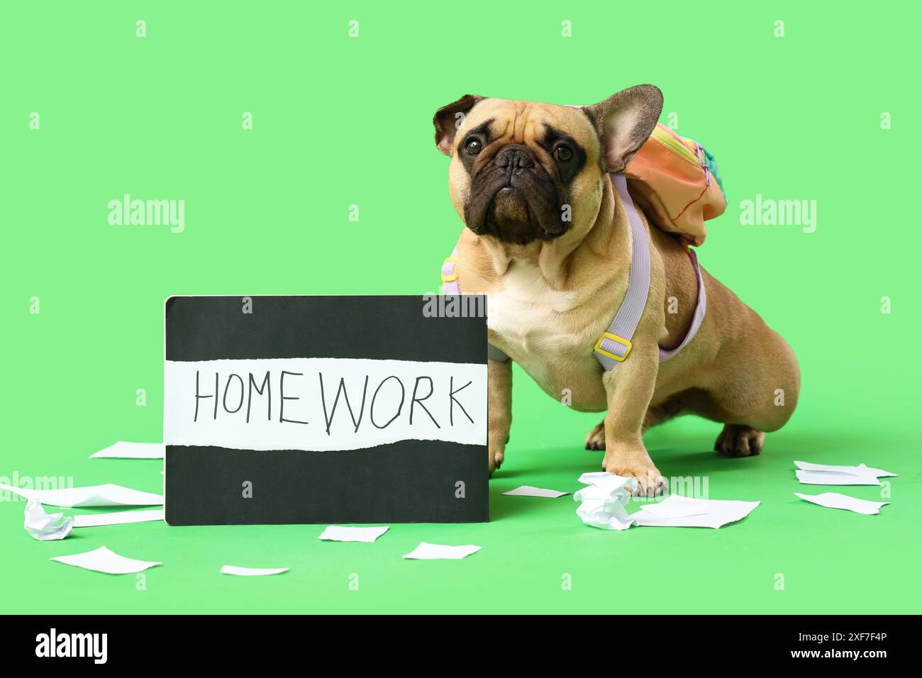 French bulldog near blackboard with text HOMEWORK and torn paper on ...