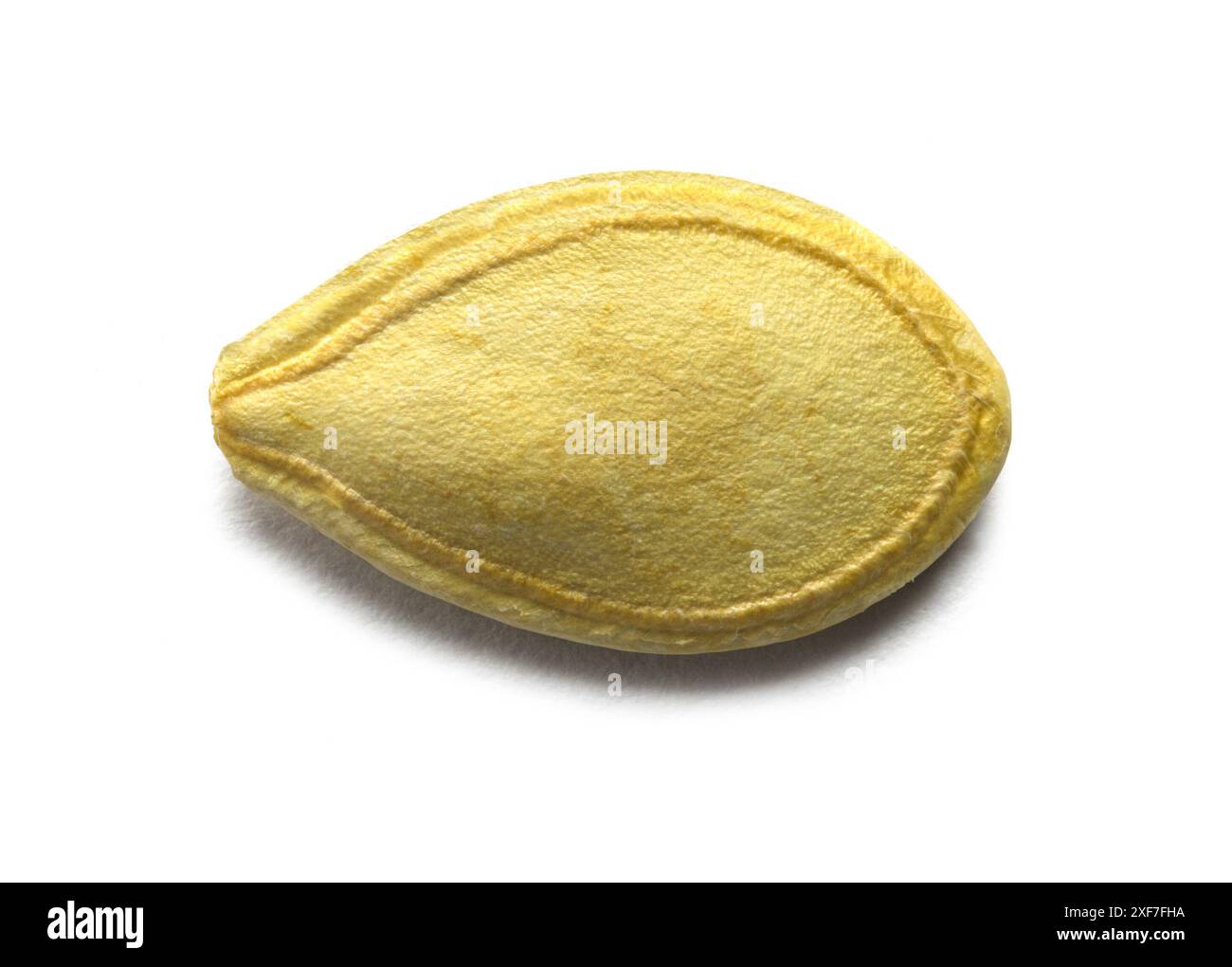 Yellow Zuccinni Seed Cut Out on White Stock Photo - Alamy