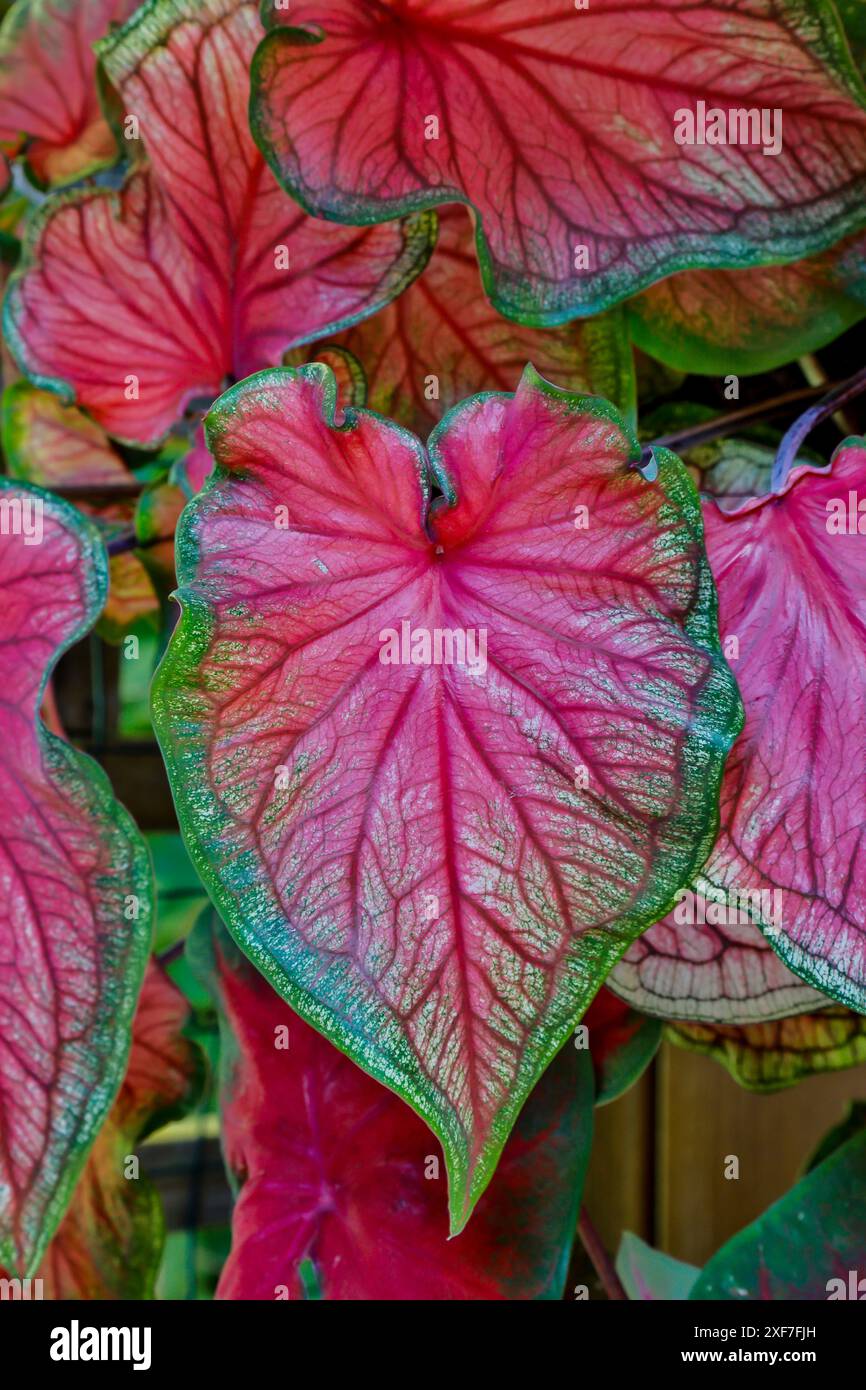 USA, Washington State, Sammamish. Tropical caladium leafed plants on ...