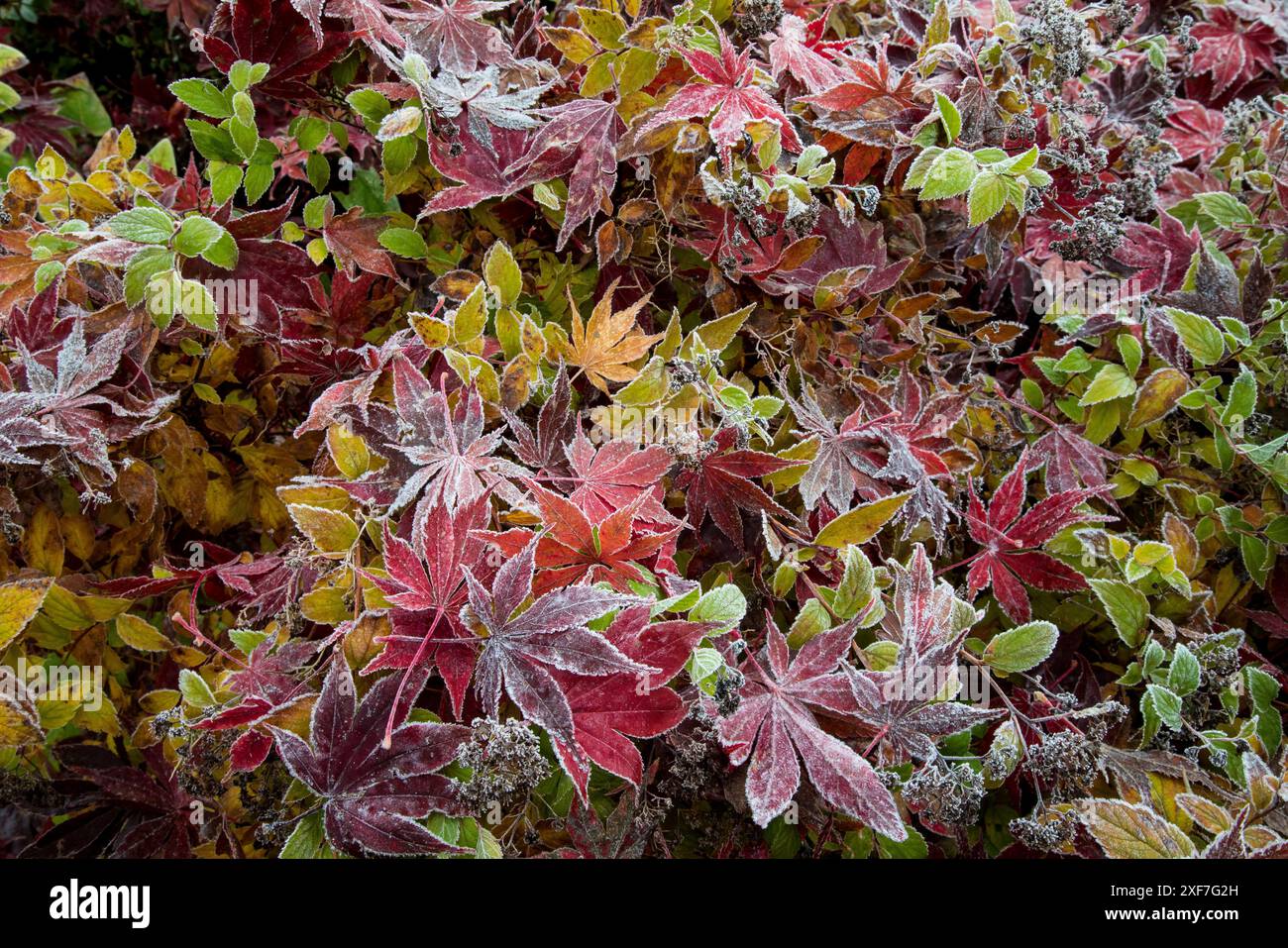USA, Washington State, Sammamish. Frosted fallen Japanese maple leaves ...