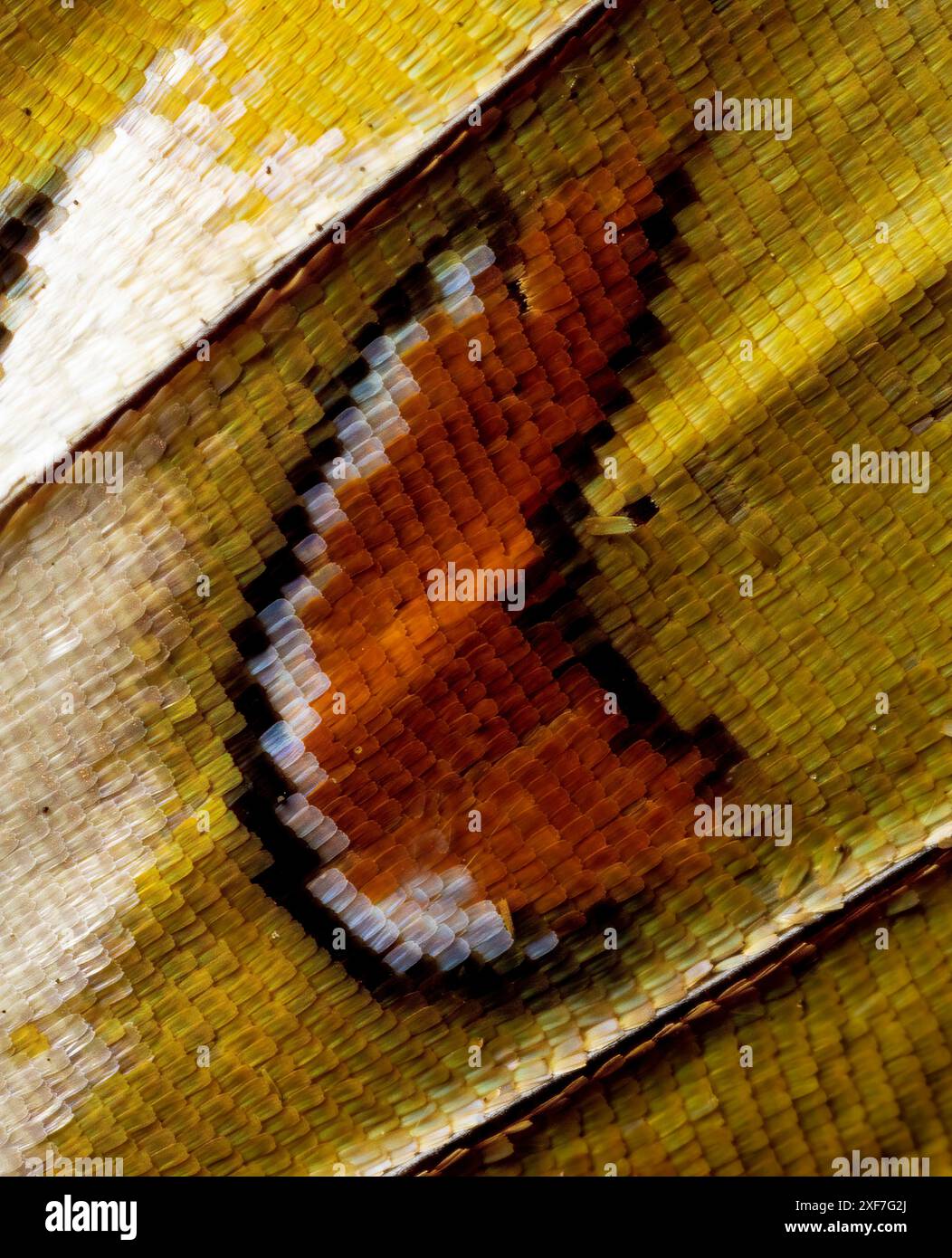 USA, Washington State, Sammamish. Close-up detailed butterfly scales ...