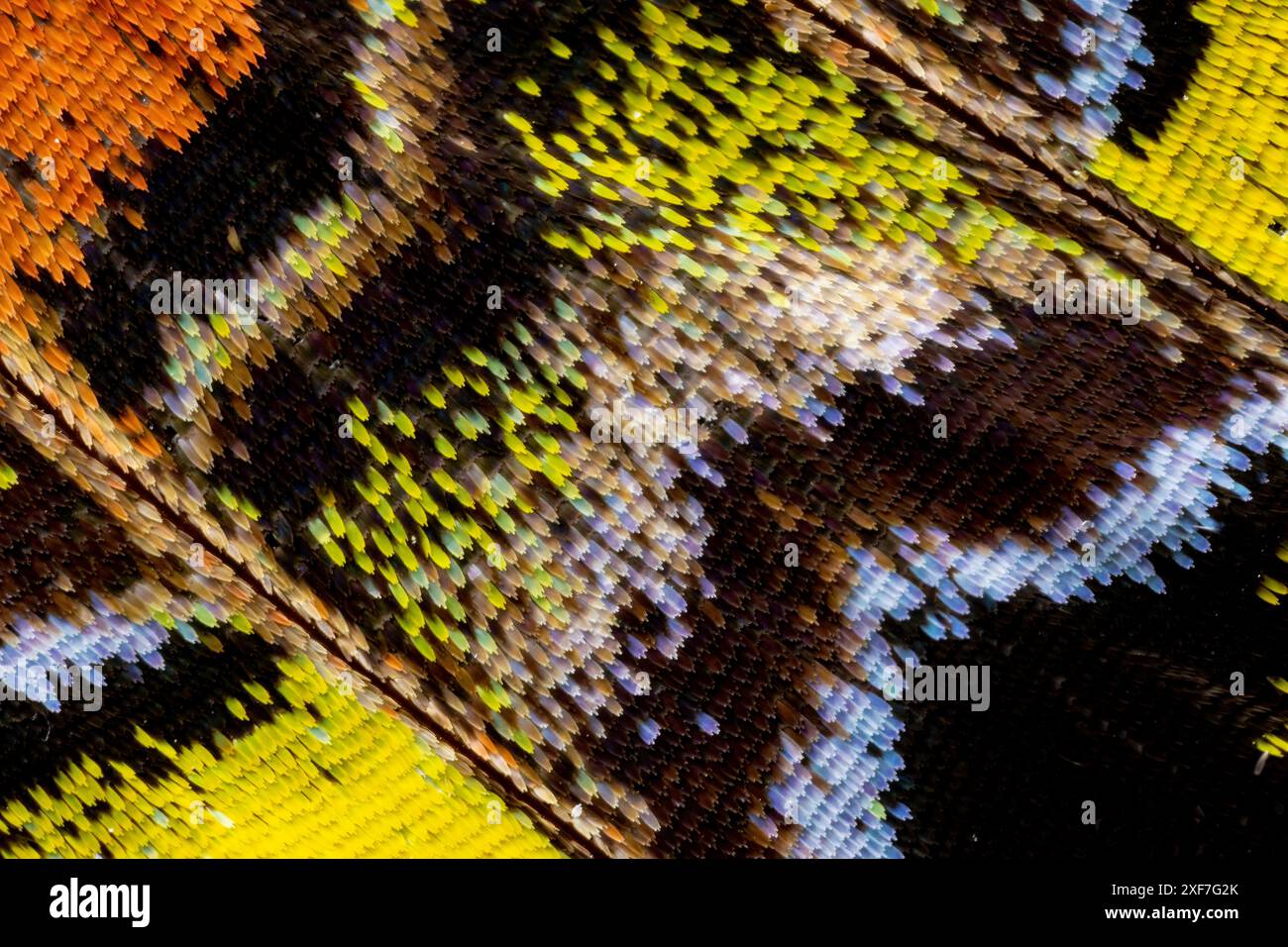 USA, Washington State, Sammamish. Close-up detailed butterfly scales ...
