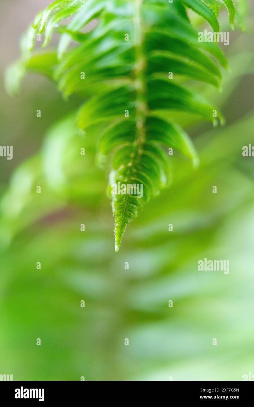 USA, Olympic National Park, common sword fern, Polystichum Munitum. A ...