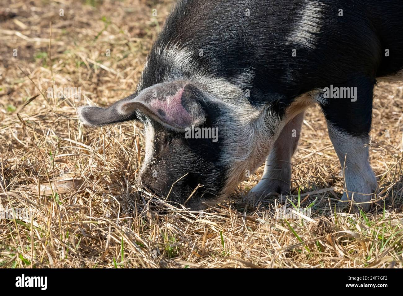 Pig eating grain hi-res stock photography and images - Alamy