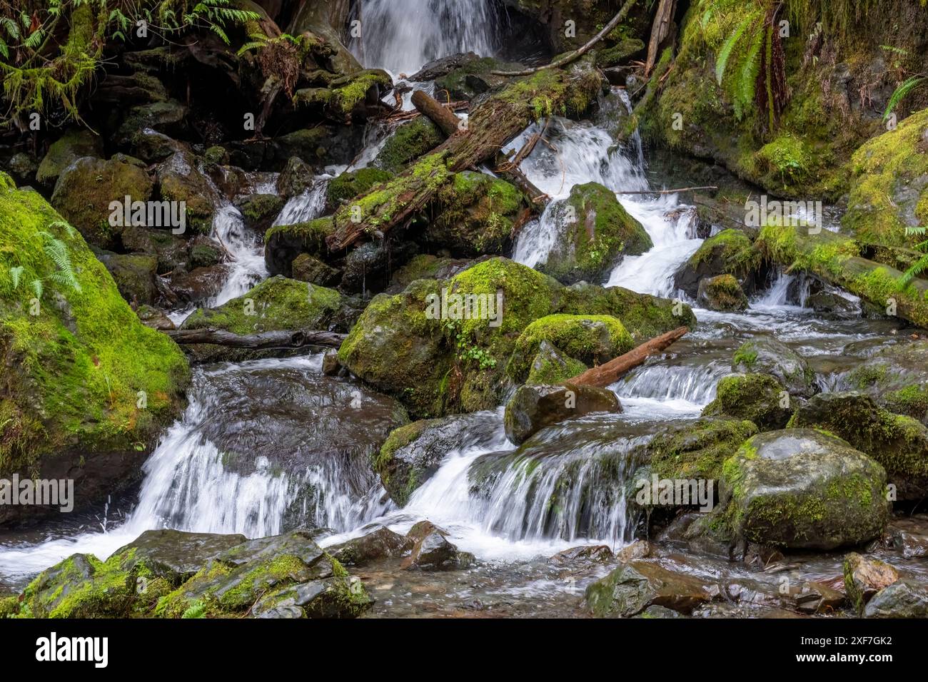 Quinault, Washington State, USA. Merriman Falls in the Quinault ...