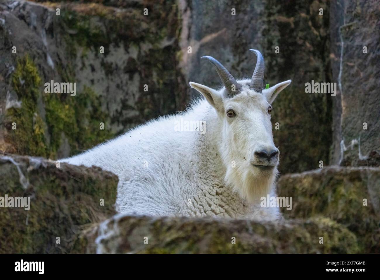 Seattle, Washington State, USA. Portrait of a mountain goat in a rocky ...