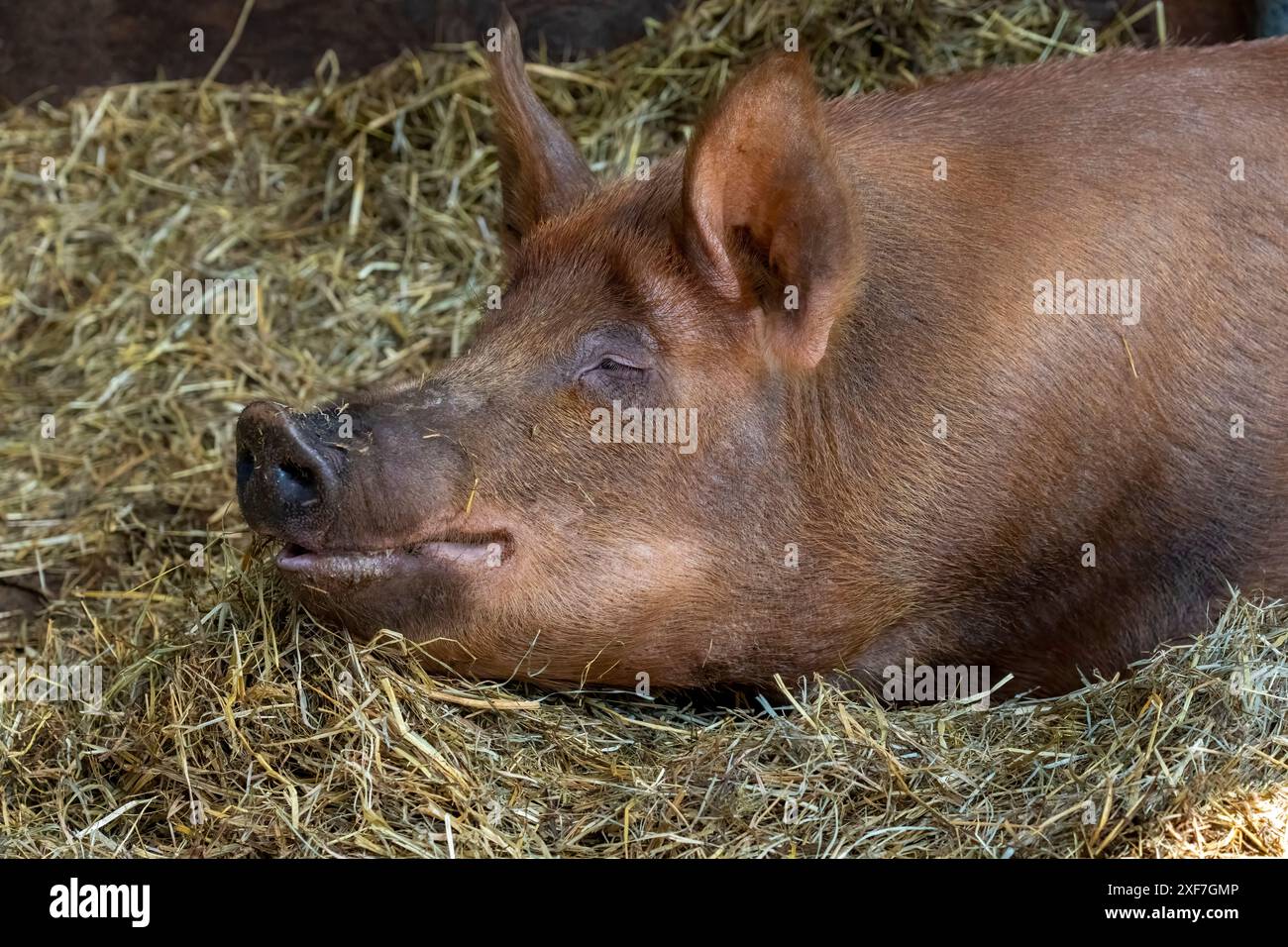 Chimacum, Washington State, USA. Tamworth pig piglet portrait Stock ...