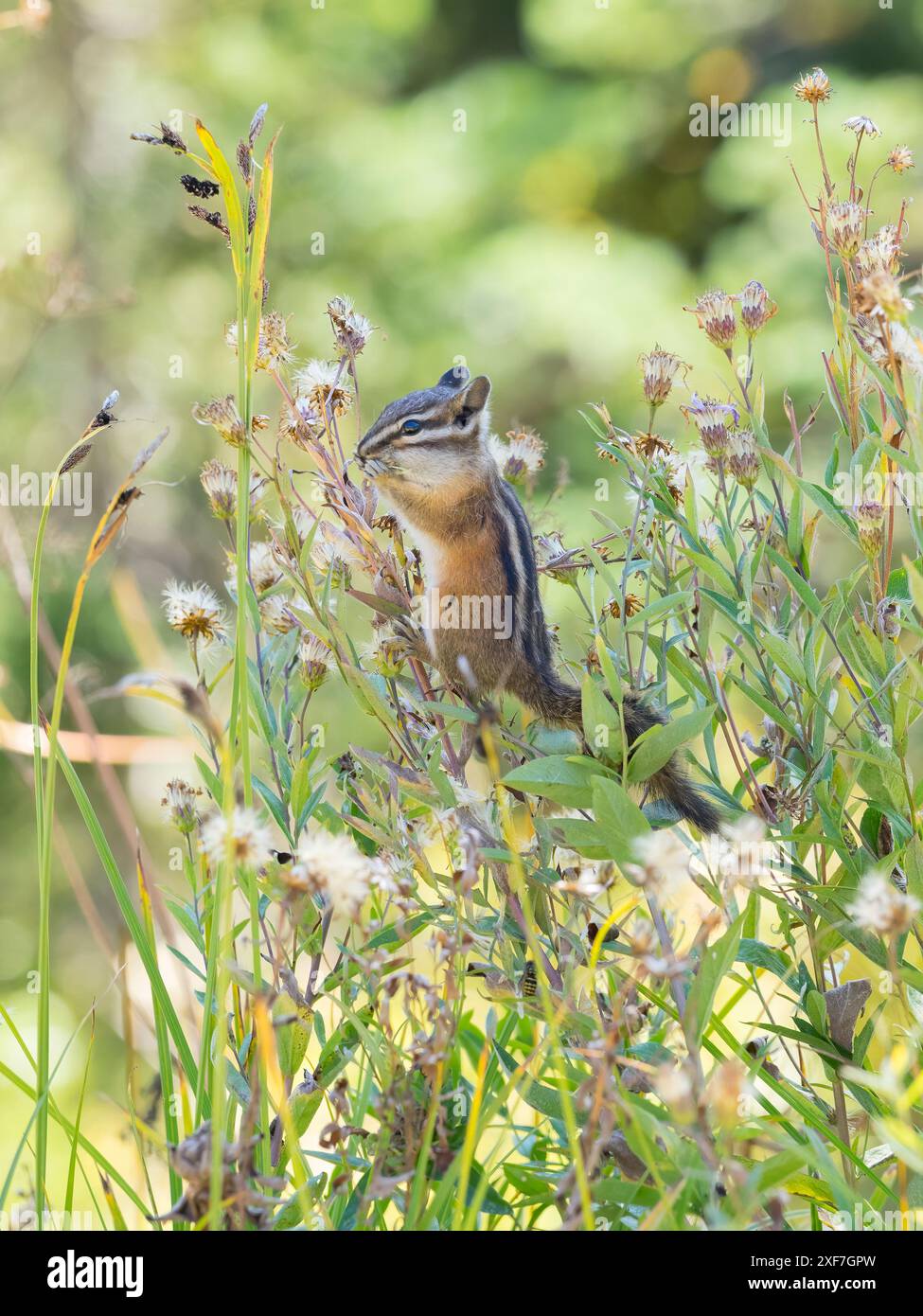 Washington State, Mount Rainier National Park. Townsend's chipmunk ...