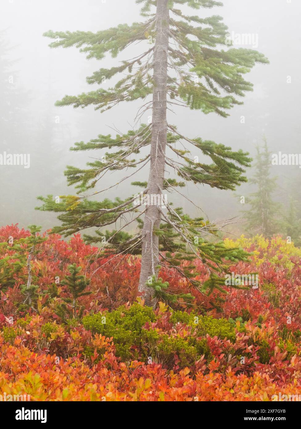 Washington State, Mount Rainier National Park. Vivid autumn colored ...