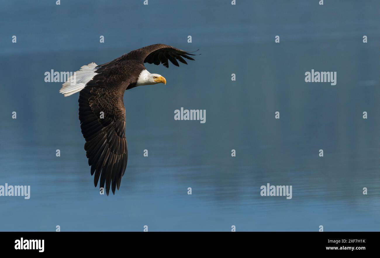 Bald eagle flying over water, Washington State, USA Stock Photo - Alamy