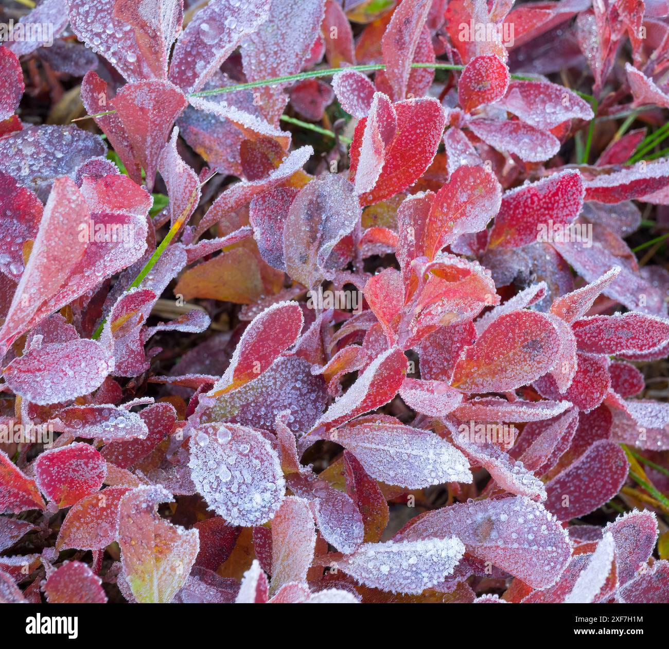 Washington State, Mount Rainier National Park. huckleberry leaves ...