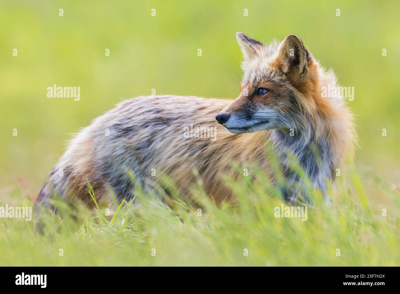 Red fox vixen portrait, Washington State, USA Stock Photo - Alamy