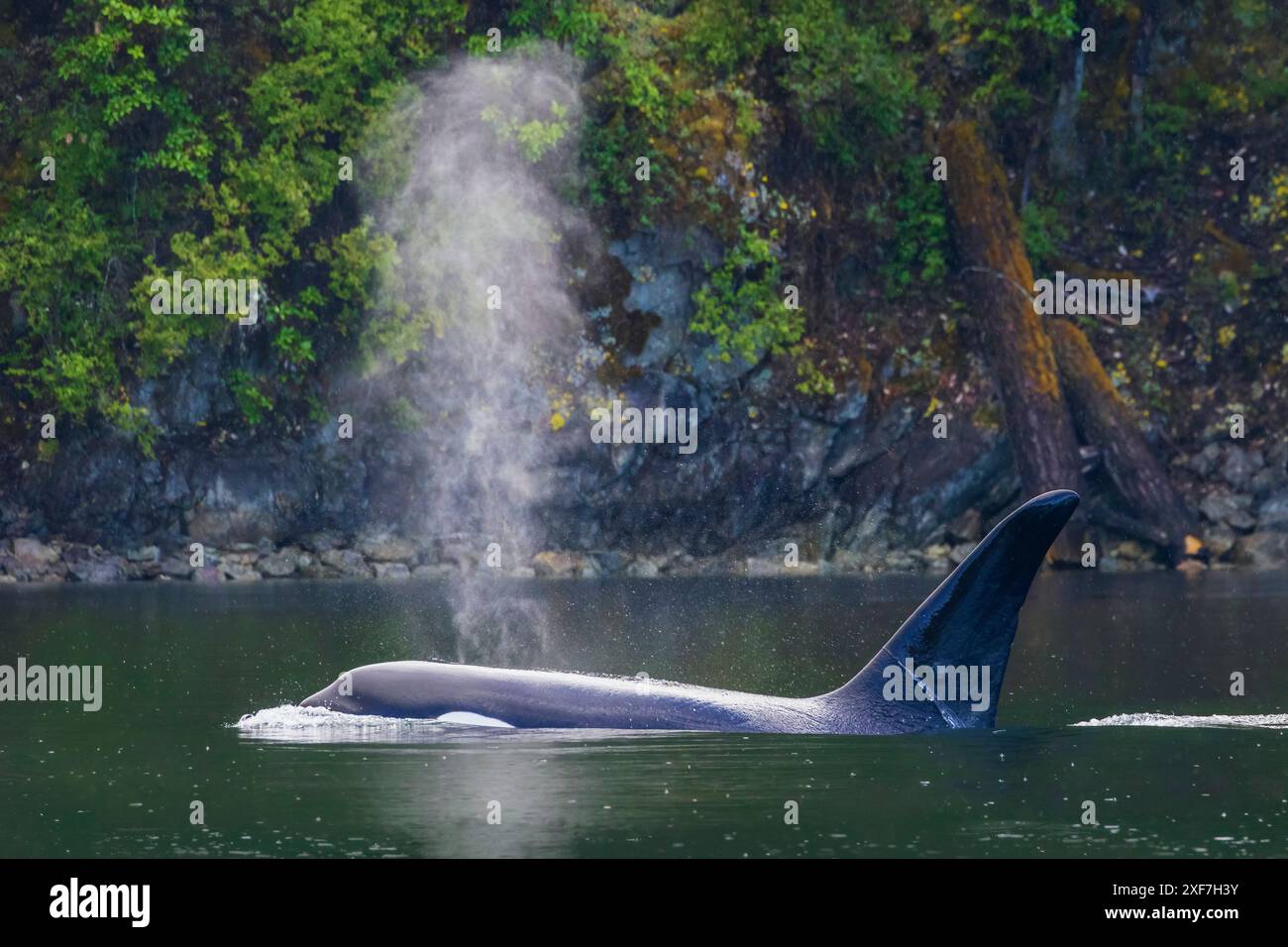 Male orca whale surfacing while cruising around the San Juan Islands ...