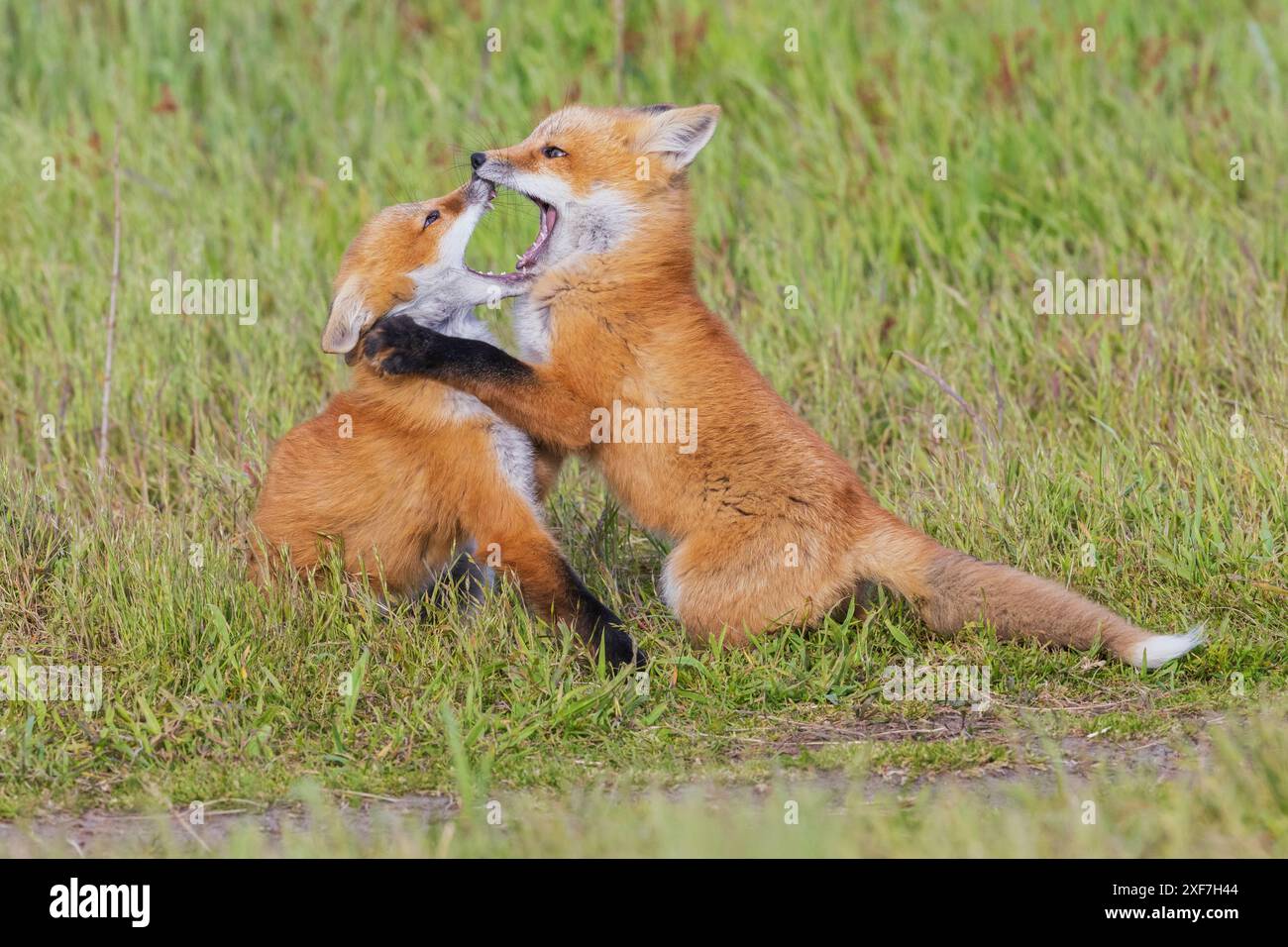 Red fox vulpes vulpes kits fighting hi-res stock photography and images ...