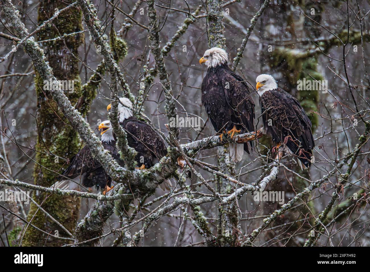 Bald eagle during the Salmon Run along Nooksack River in Washington ...
