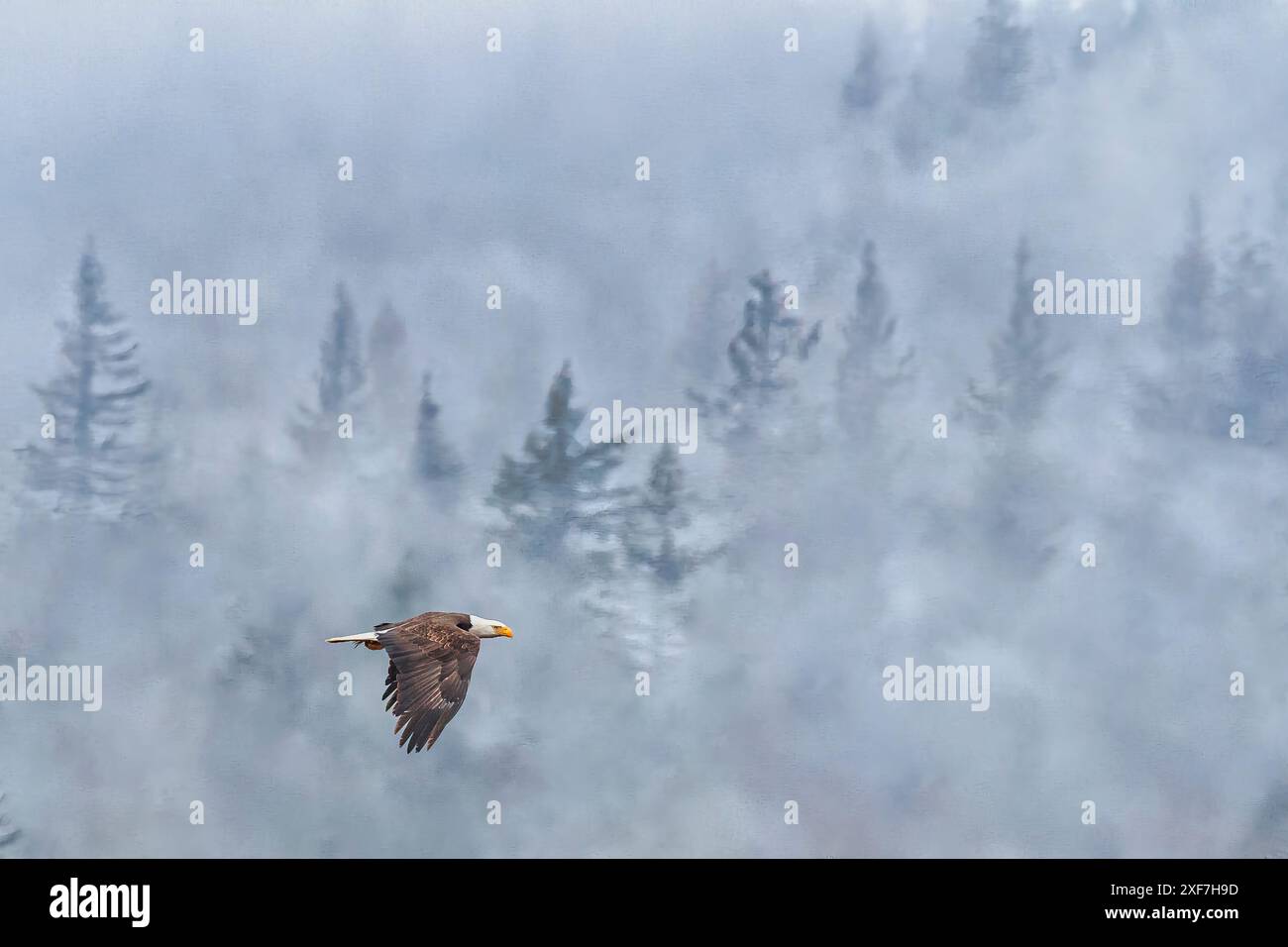 Bald Eagle, Nooksack River in Washington State Stock Photo - Alamy