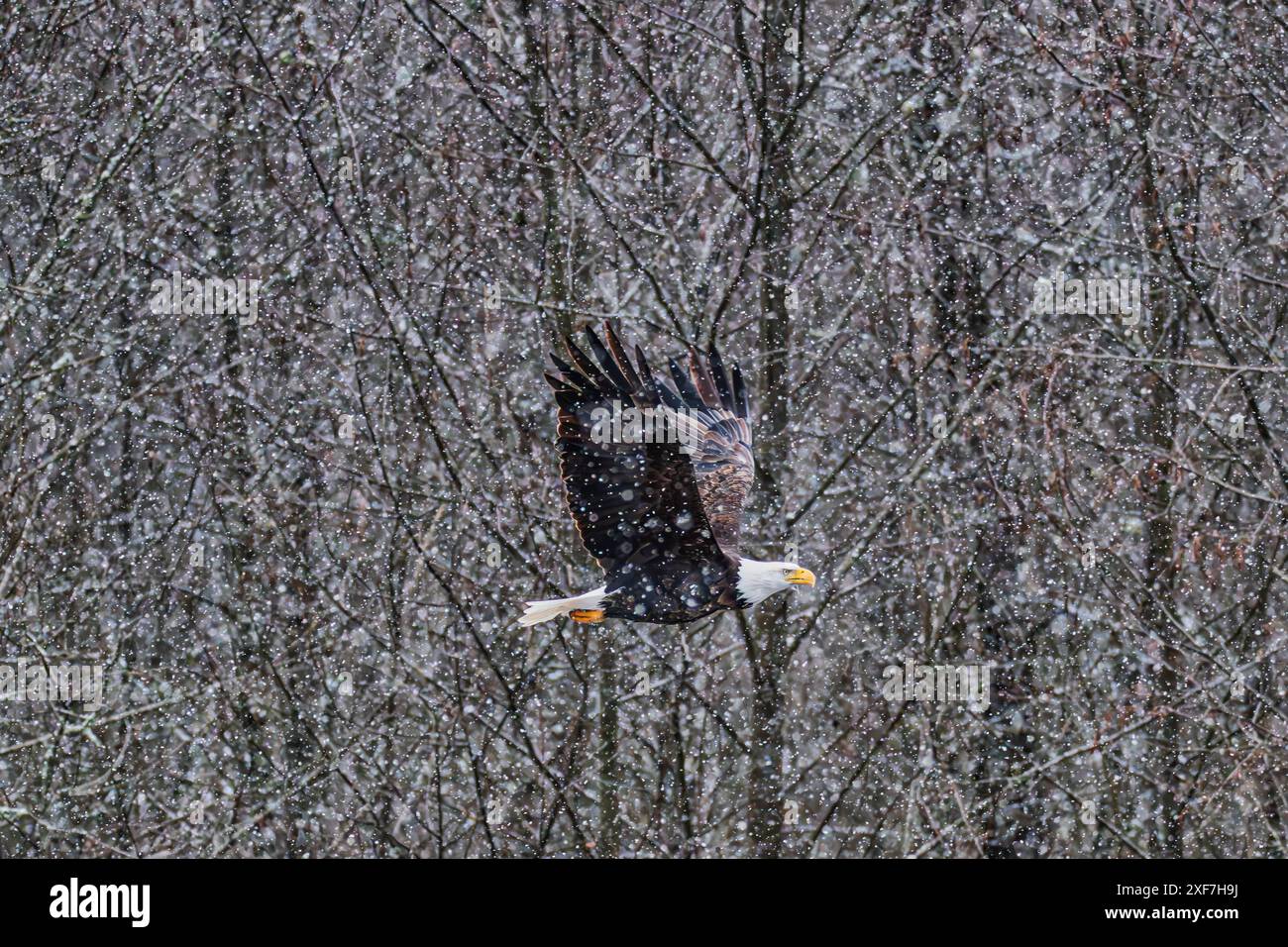 Bald eagle during the Salmon Run along Nooksack River in Washington ...