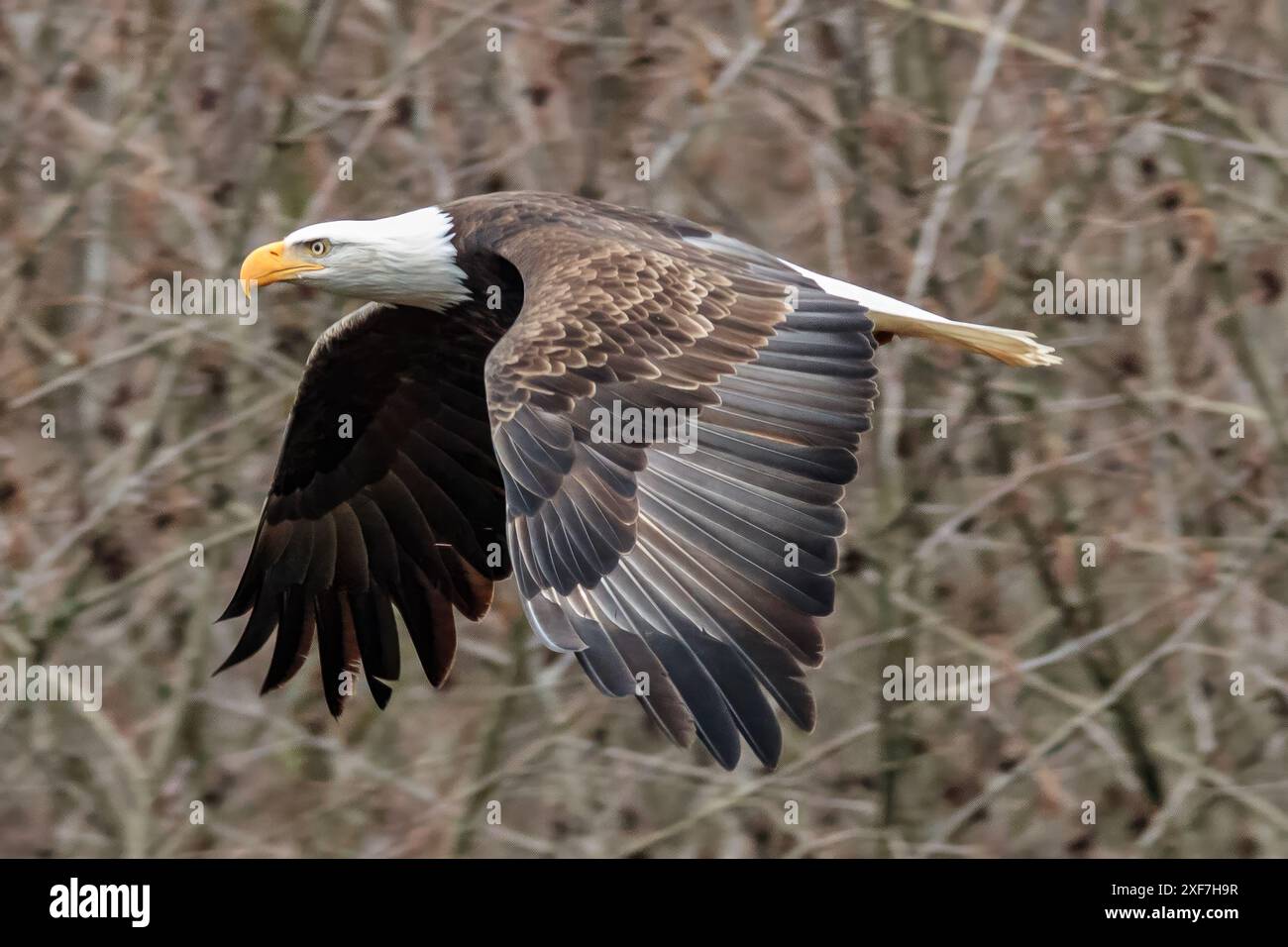 Bald Eagle, Nooksack River in Washington State Stock Photo - Alamy