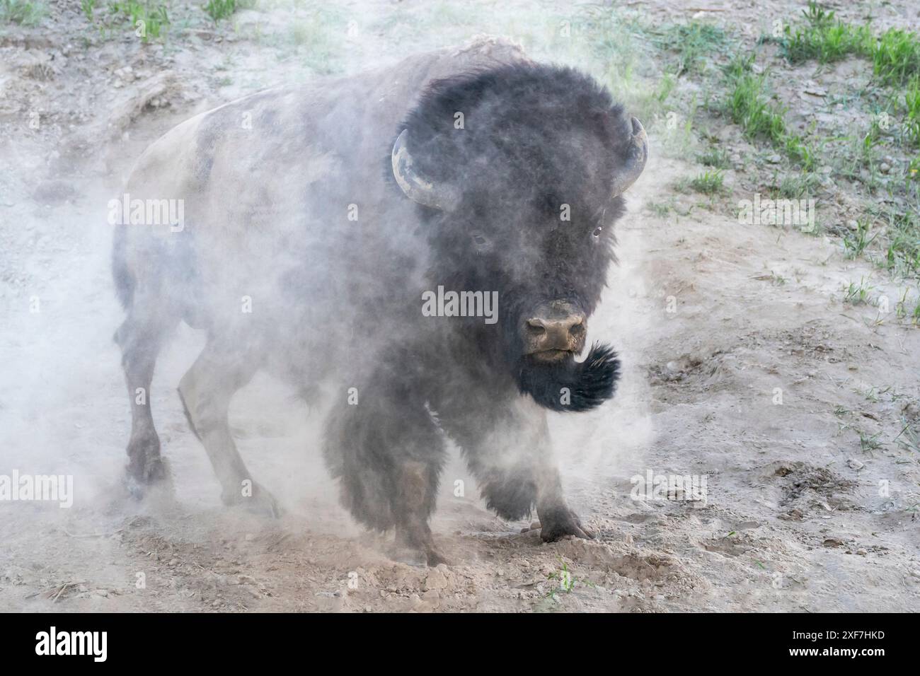 USA, Wyoming, Yellowstone National Park. A bison bull takes a dust bath ...