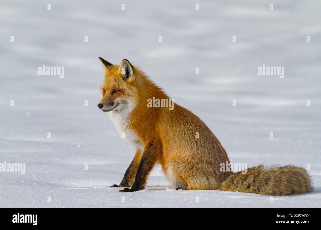USA, Wyoming, Grand Teton National Park. Red fox Stock Photo - Alamy