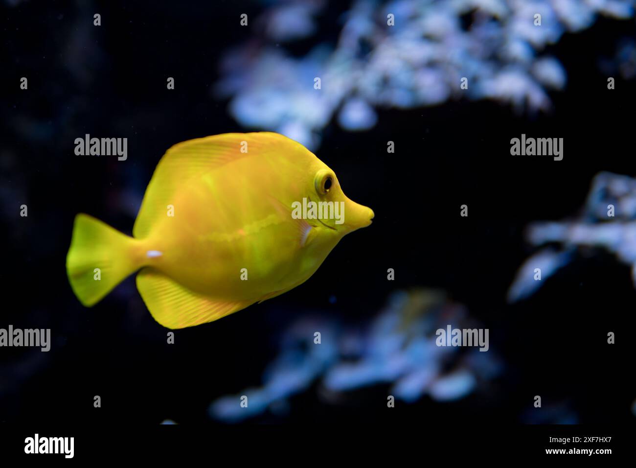 A closeup of a yellow Doctor fish in an aquarium Stock Photo - Alamy