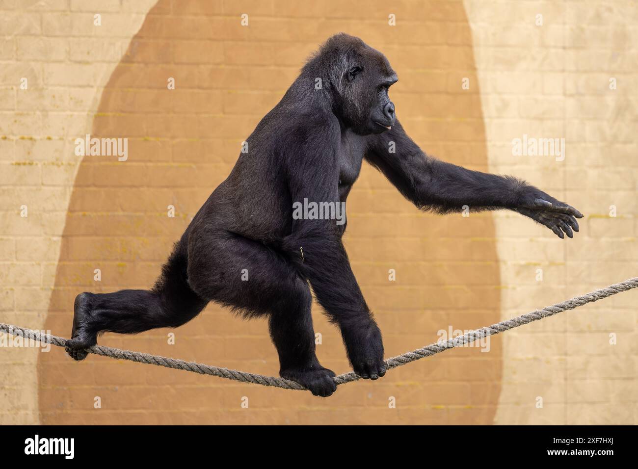 A Western lowland Gorilla balancing on a rope at a zoo Stock Photo - Alamy