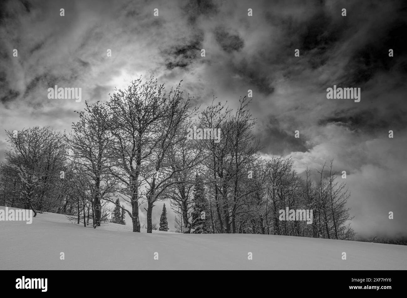 Snow aspen trees wyoming Black and White Stock Photos & Images - Alamy