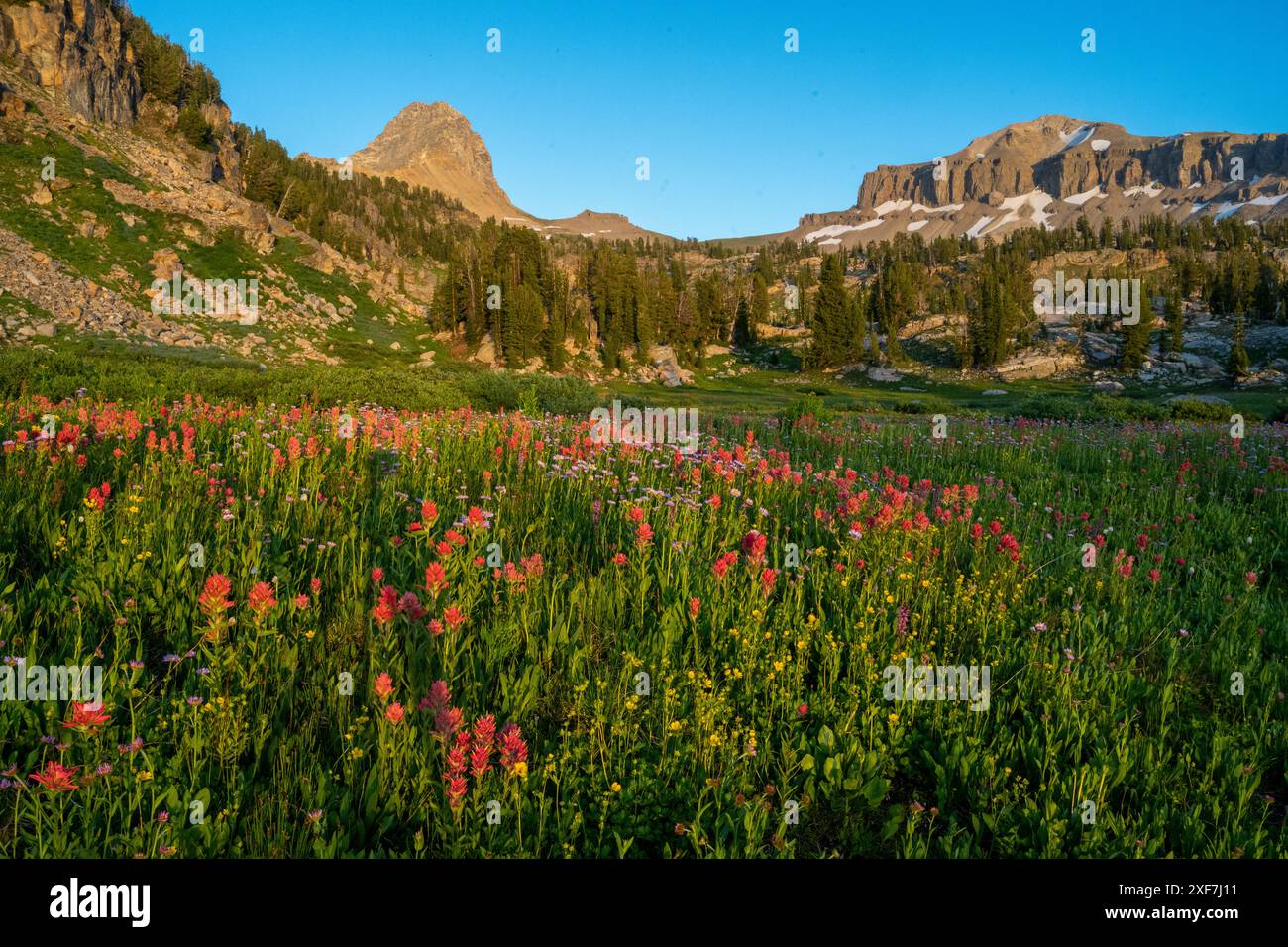 USA, Wyoming. Wildflower meadow, Indian Paintbrush, Alaska Basin, Teton ...