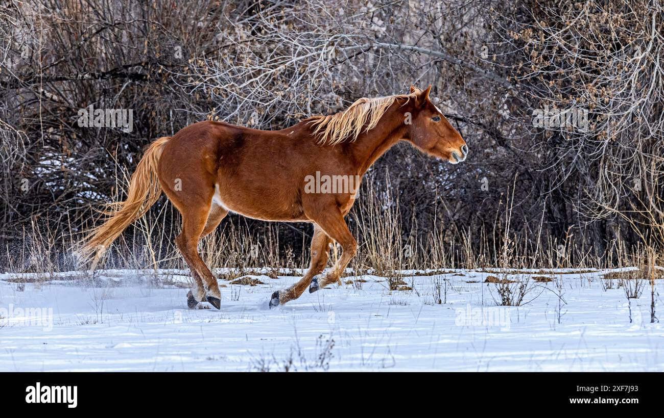 USA, Wyoming, Shell. Hideout Ranch, Big Horn Mountain Range Stock Photo ...
